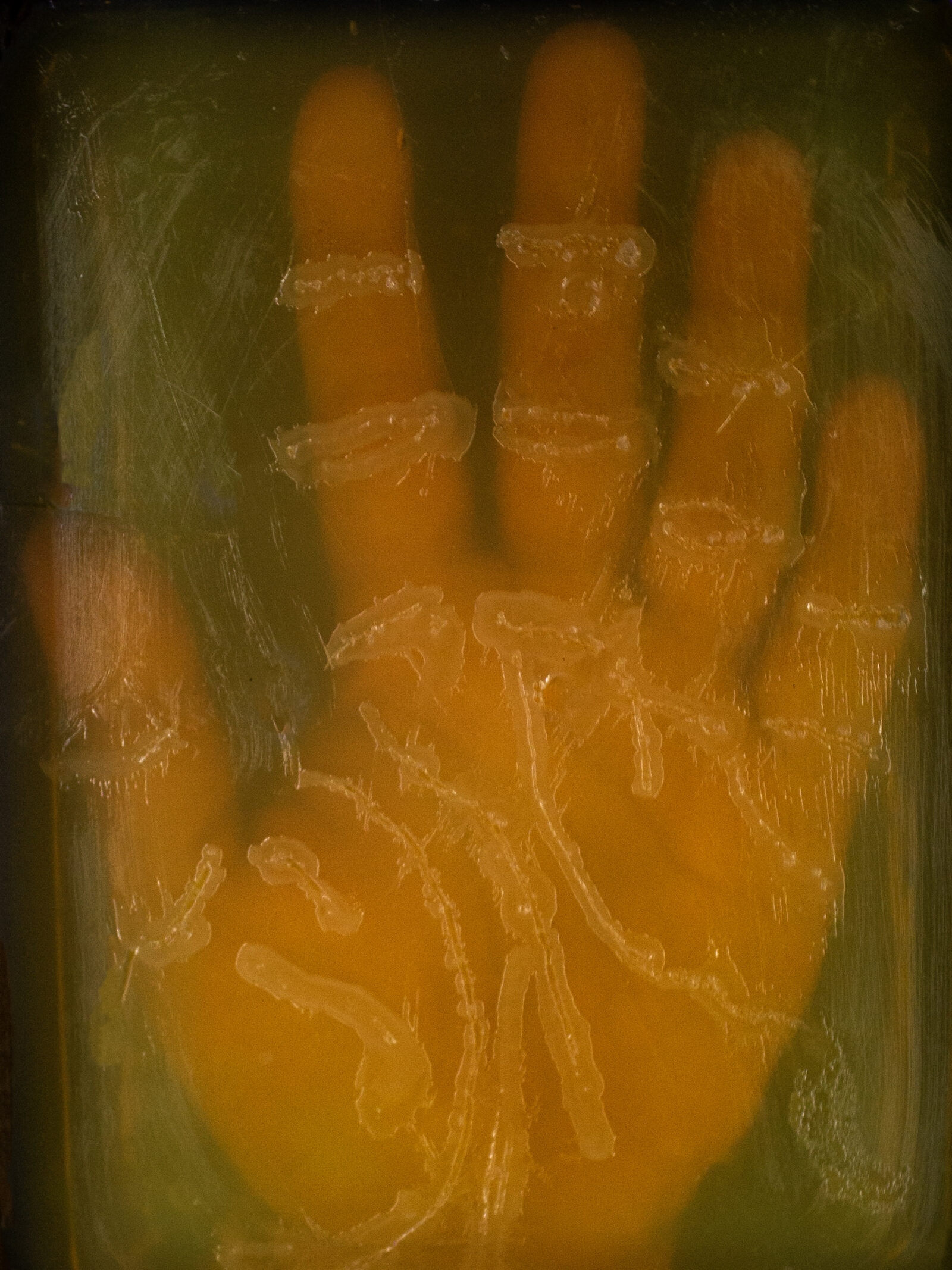 Palm Reading – MICA Biofabrication