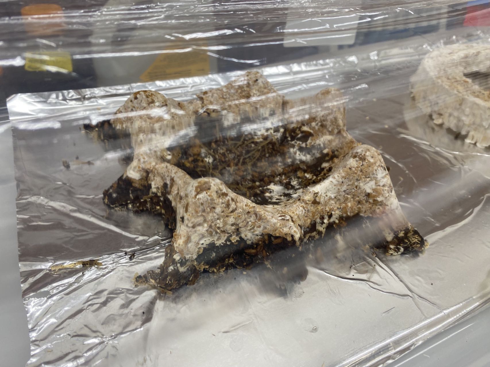 Fountain of Life – MICA Biofabrication