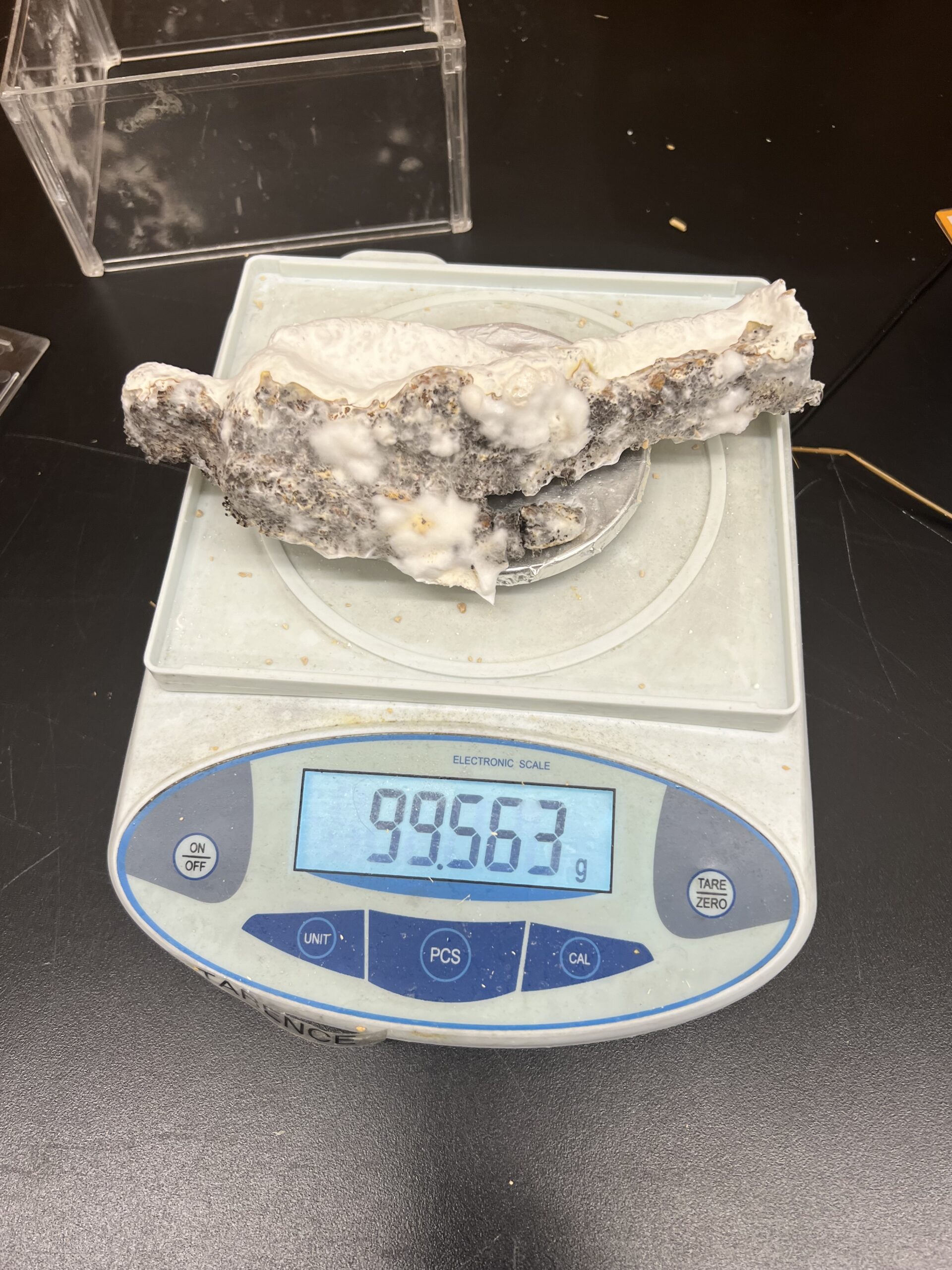 Mycelium Figure – MICA Biofabrication