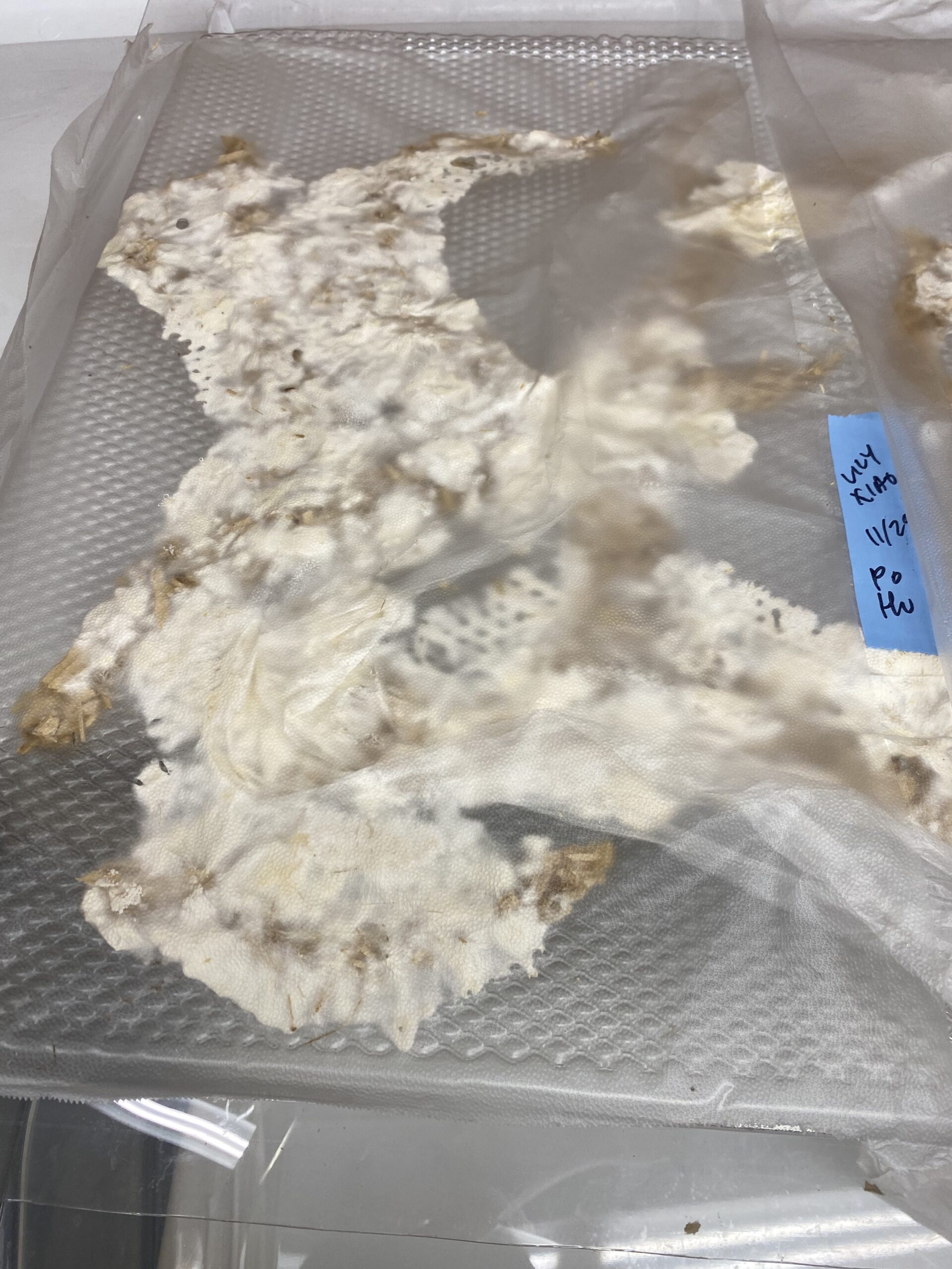 Tree of Life – MICA Biofabrication