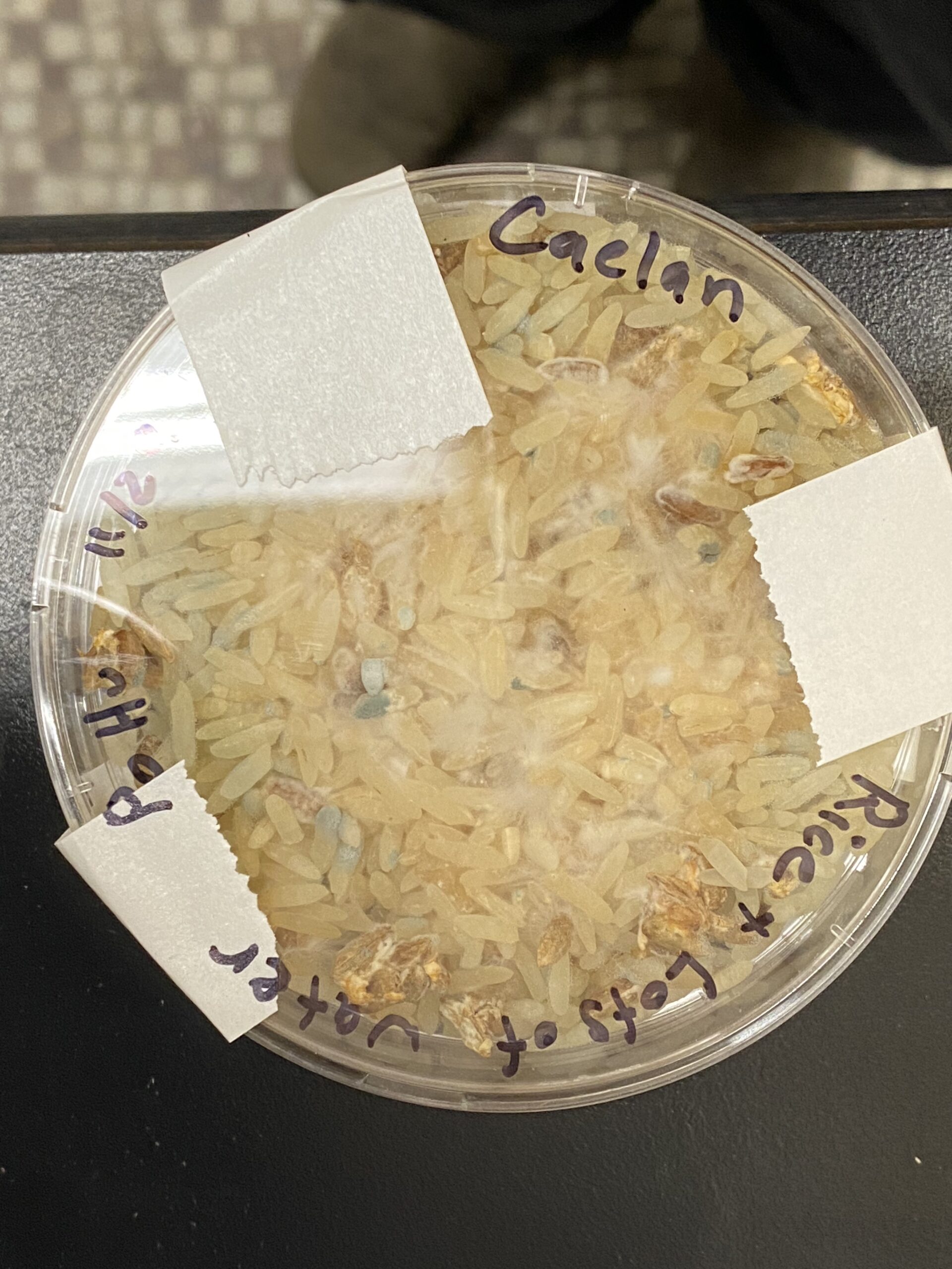 Tree of Life – MICA Biofabrication