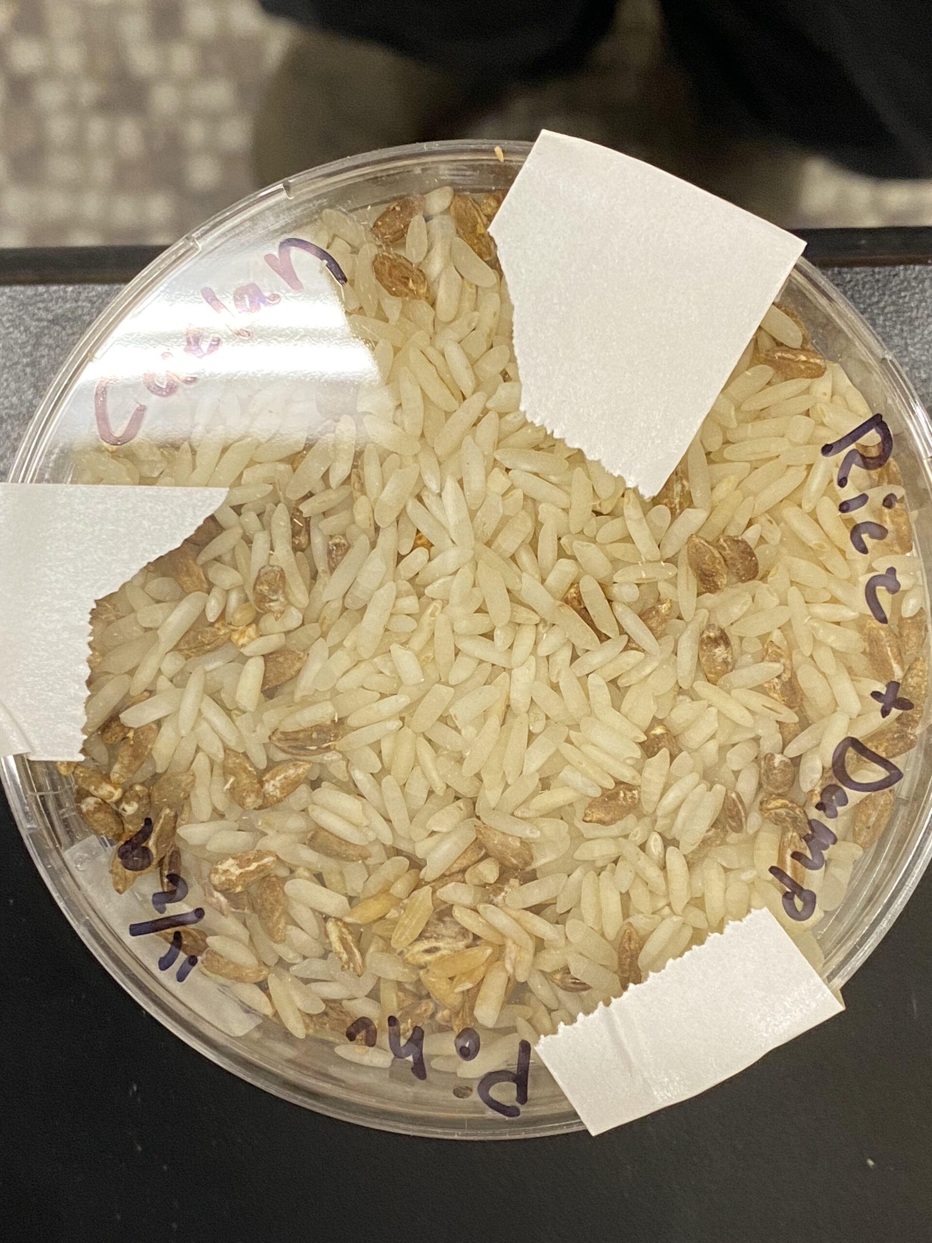 Tree of Life – MICA Biofabrication