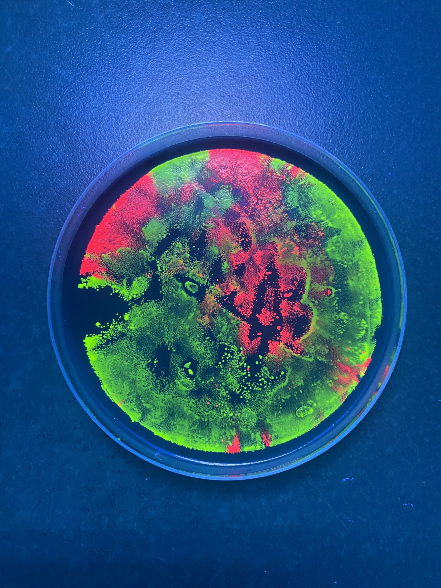 Disruption – Bacterial Printing – MICA Biofabrication